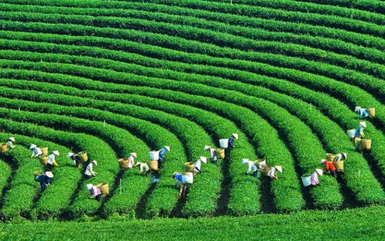 Top 11 Các Vùng Trồng Chè Nổi Tiếng Ở Việt Nam Với Hương Vị Đặc Sắc